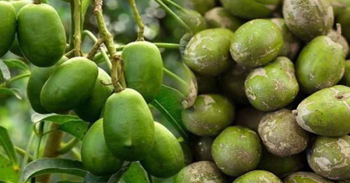 10 tác dụng tuyệt vời của quả cóc cho sức khoẻ