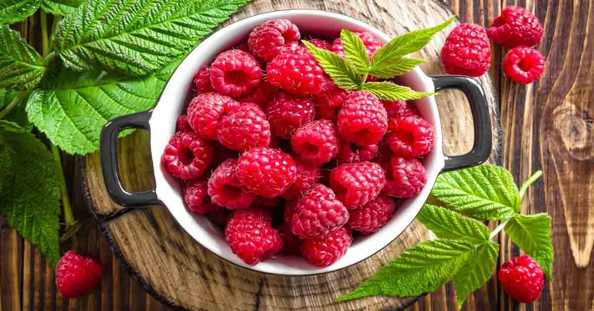 Raspberry - mâm xôi - phúc bồn tử là quả gì? Có mấy loại?